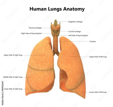 Human Body Organs Lungs Anatomy With Detailed Labels Stock