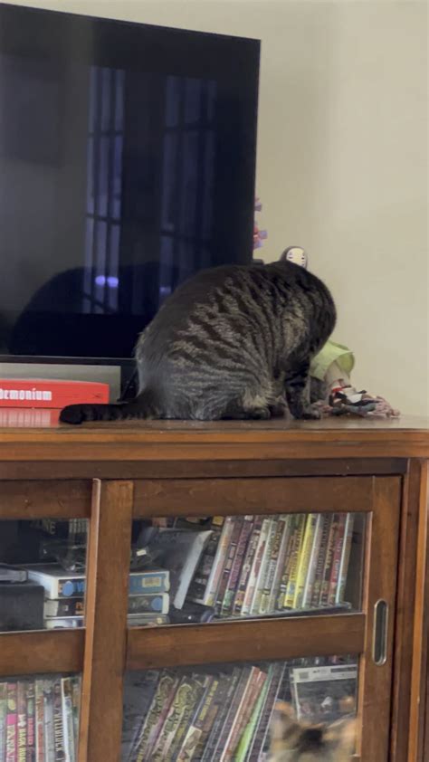 Tabby And Tabico R Tabico