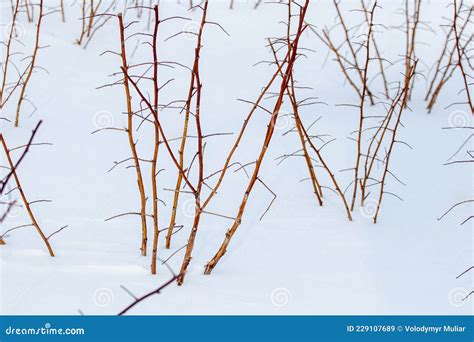 Raspberry Bushes In The Garden In Winter Under The Cover Of Snow