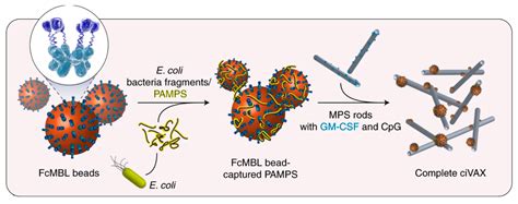 Novel Vaccine Adjuvants As Key Tools For Improving Pandemic Preparedness