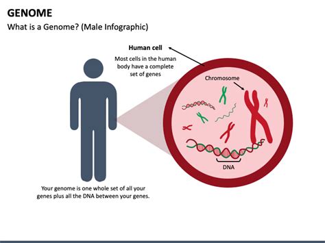 Genome PowerPoint And Google Slides Template PPT Slides