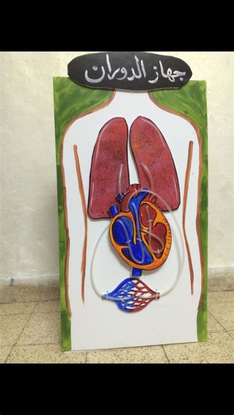 جهاز الدوران