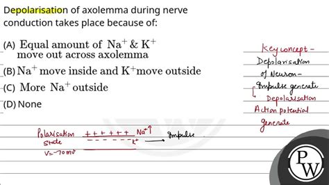 Depolarisation Of Axolemma During Nerve Conduction Takes Place Because