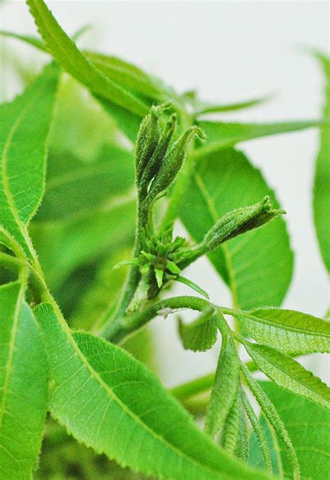 Northern Pecans Pecan Pollination Season Has Started
