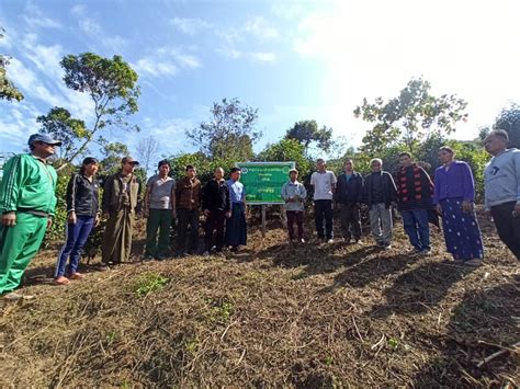 နာဂကိုယ်ပိုင်အုပ်ချုပ်ခွင့်ရဒေသ၊ ထန်ပါခွေမြို့၌ လက်ဖက်သီးနှံစိုက်ပ