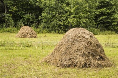 Wood Glade Stack Stock Image Image Of Season Ecology 43942483
