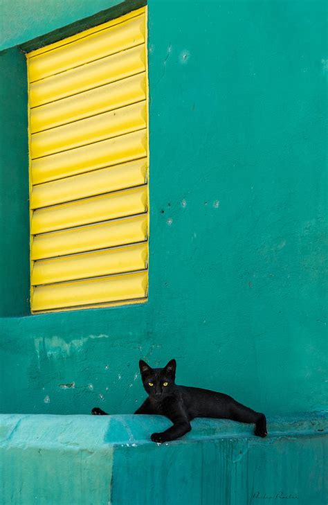 Feral Cat 1 Photograph By Philip Procter Pixels