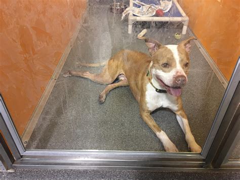 Louie Is A Very Sweet And Energetic Pit Bull Looking For A Home Hes