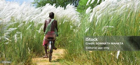 인도 서벵골 주 하르그램의 시골 길에서 자전거를 타는 사람 Catkin에 대한 스톡 사진 및 기타 이미지 Catkin 거리 경관 Istock