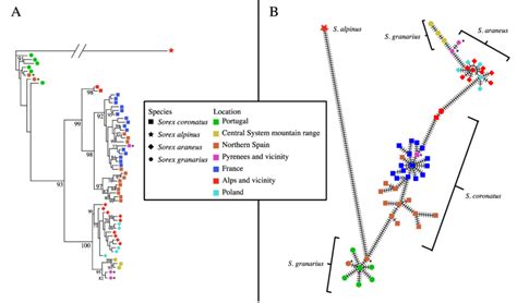 Maximum Likelihood Phylogenetic Tree A And Minimum Spanning Network