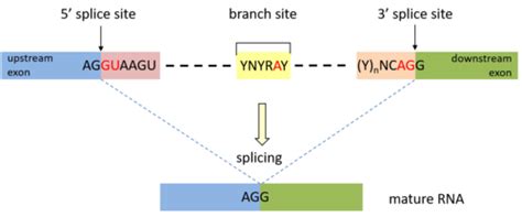 Lecture 10 Rna Splicing Flashcards Quizlet