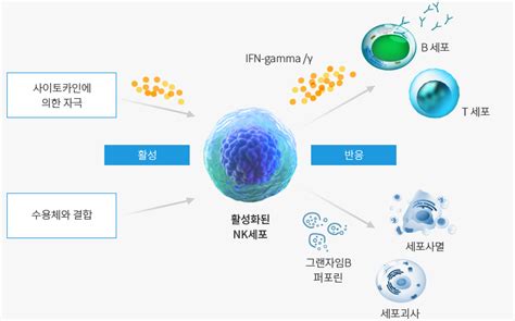 Nk세포 Nkmax