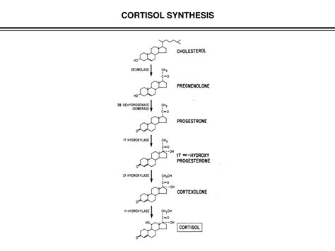 Ppt Synthesis Of Cortisol Powerpoint Presentation Free Download Id