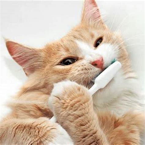 Which Cats Have The Most Health Problems Diy Seattle