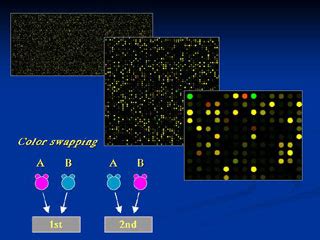A Database Of Mouse DNA Microarray