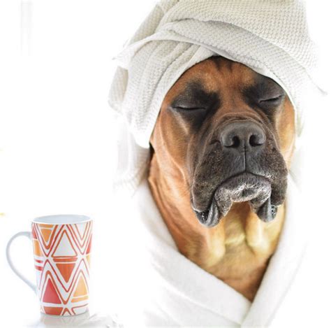 Razones Por Las Que Un Perro Huele Mal Cómo Educar A Un Cachorro
