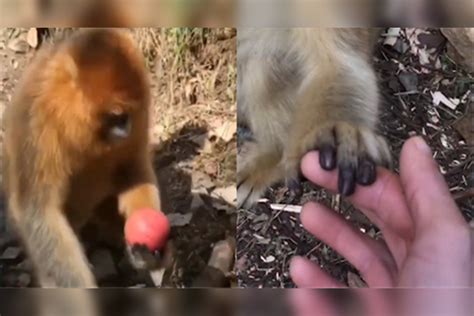 金丝猴双手递苹果给游客，乖巧握手太可爱：峨眉山猴子又要被网暴了