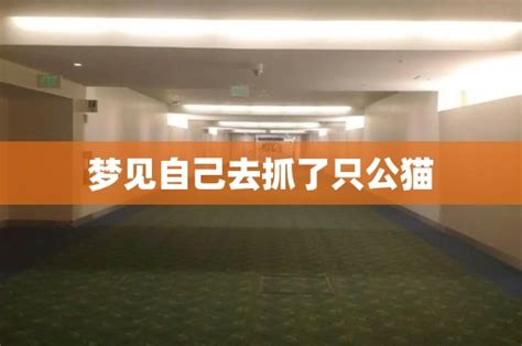 梦见自己去抓了只公猫 命理解梦