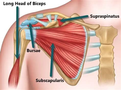 Shoulder Muscle Pain Exercises