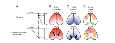Predicted Shifts In The Cortex Of Pax77 Mice A Pax6 Levels Are About