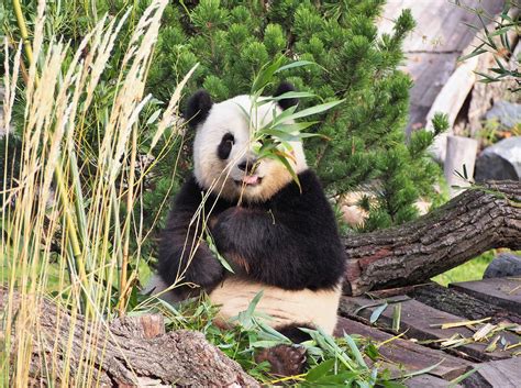 Understand How To Use Inplace In Pandas By Kweyakie Blebo The