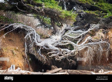 Kalaloch Tree Of Life Aka The Kalaloch Tree Root Cave Is In Forks Washington USA Its Roots