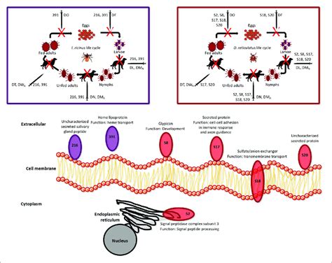 summary representation of subcellular localization function and