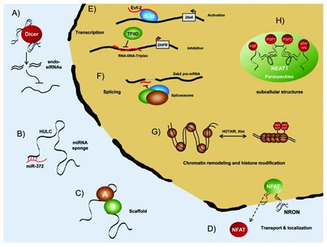 The Hallmarks Of Cancer A Long Non Coding Rna Point Of View