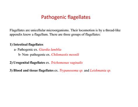 Solution Lec 4 Intestinal And Genital Flagellates Studypool