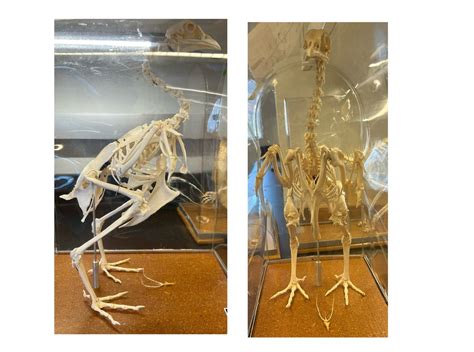 Bird Skeleton Diagram Quizlet