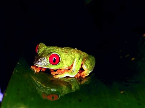 Sfondo Rana Raganella Animali 🔥 Migliori Immagini