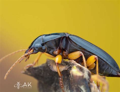 Ak Gallery Ak Diffuser