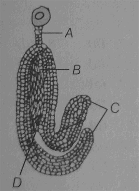 Latest Sexual Reproduction In Flowering Plants MCQ 2023