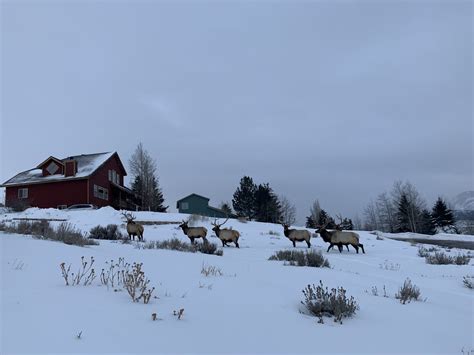 Snapped Elk On Their Morning Commute Townlift Park City News