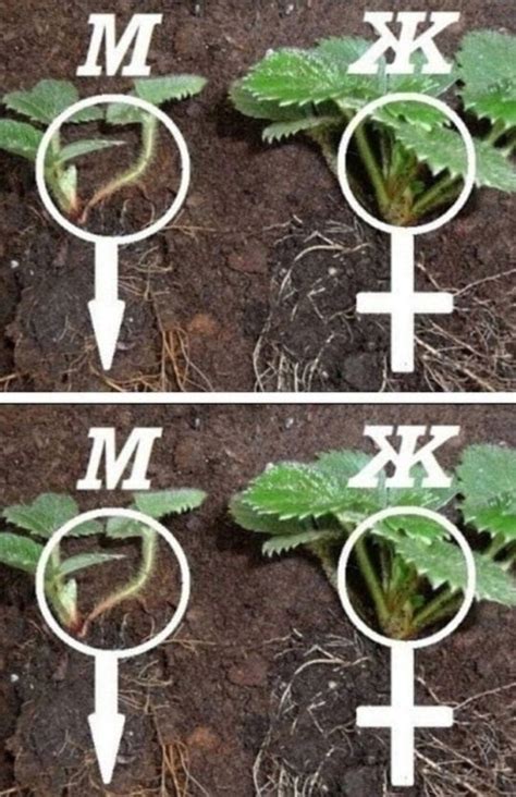 Огород Визначаємо жіночі та чоловічі кущі полуниці Щоб збирати рясний урожай переконайтеся