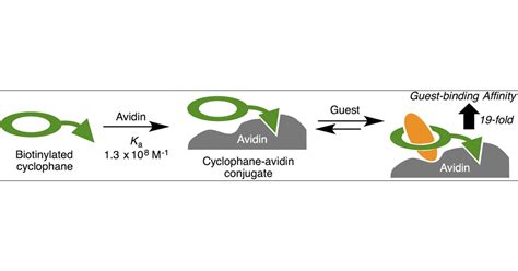 Biotinylated Cyclophane Synthesis Cyclophane Avidin Conjugates And