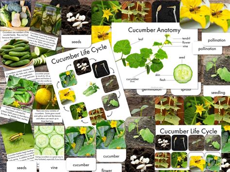 Cucumber Printables Cucumber Fact Cards Cucumber Anatomy Poster