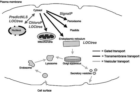 2 Sketch Of Protein Targeting In Eukaryotes Proteins Can Move From
