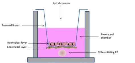 In Vitro Experimental Models To Study The Efficiency Of The Placental