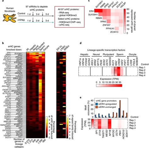 Heterochromatin Associated Proteins Maintain Repression Of Genes And