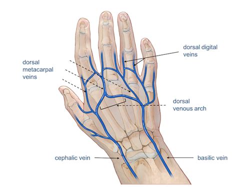 Volar Vs Dorsal Hand