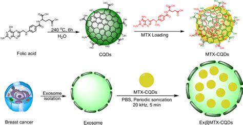 超声辅助将基于叶酸的碳量子点封装在乳腺癌细胞衍生的外泌体中，作为共受体介导的抗癌纳米载体，用于增强乳腺癌治疗 Scientific Reports X Mol