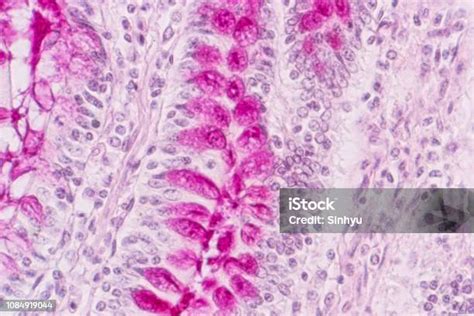 เนื้อเยื่อของลําไส้เล็กหรือลําไส้เล็กภายใต้กล้องจุลทรรศน์ในห้องปฏิบัติการ ภาพสต็อก ดาวน์โหลด