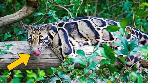 남자가 카메라에 아름다운 재규어를 포착했다고 생각한다 생물학자가 사진을 보고 충격받았다 Youtube