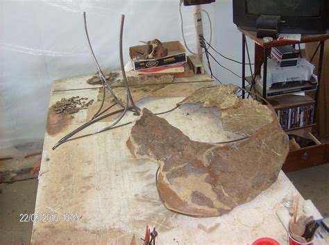 Left Squamosal Tentatively Spotted Member Collections The Fossil Forum