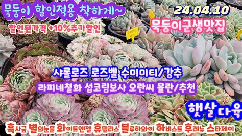 햇살다육1세일된가격추가10총 30세일가로 데려가세요화이트엔젤애플미인레몬베리휴밀리스스타마크별의눈물수미미티뮬란로즈벨흑사금라피네철화치와와금