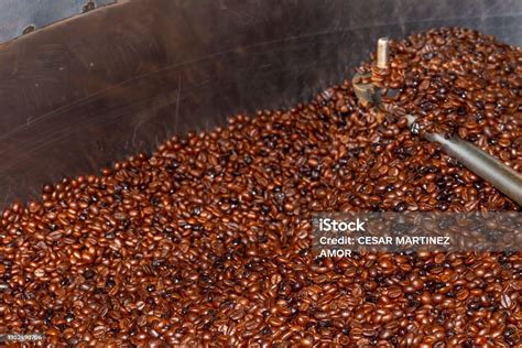 로부스타 의 다양한 천연 로스트와 토레리팩트 로스트의 커피 콩 기계류에 대한 스톡 사진 및 기타 이미지 기계류 미식가 산업 Istock