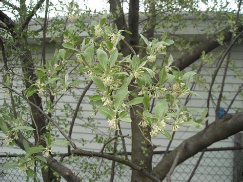 Russian Olive Tree Medicinal Uses At Jai Patrick Blog