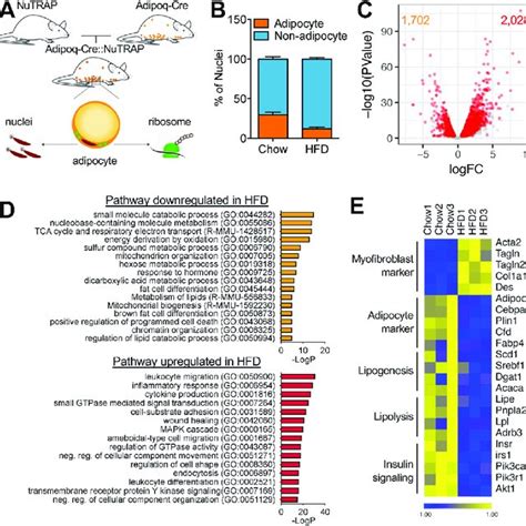 Adipocytes Undergo Remodeling Of Cytoskeletal Organizations On Hfd A