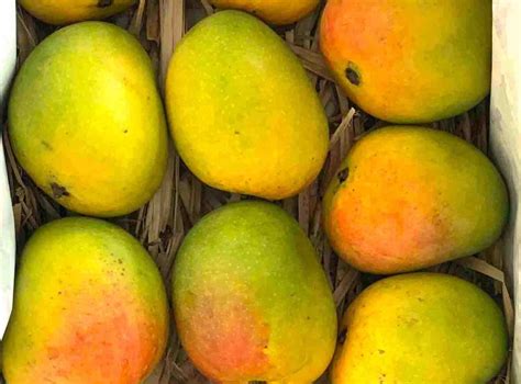 Buy Totapuri Mango Online Home Delivered Naturally Ripened Sooper
